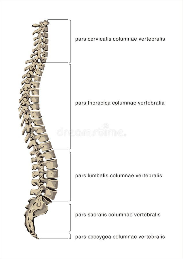 Human Spinal Column with Backbone and Spine Skeletal Anatomy Outline ...