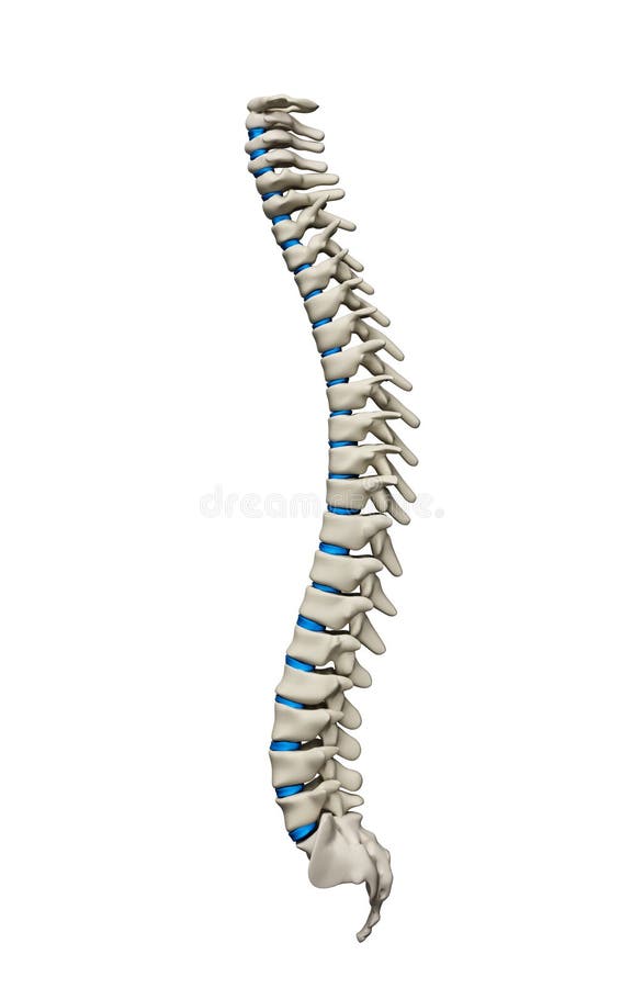 Spine Vertebrae - Color Parts Stock Illustration - Illustration of care ...