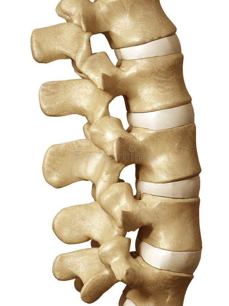 Human Spine Lateral Stock Illustrations – 808 Human Spine Lateral Stock ...