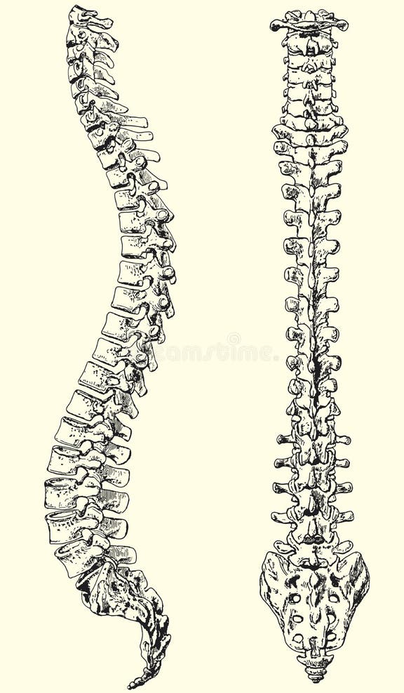 Human Spine Black Drawing Stock Illustrations – 1,002 Human Spine Black ...