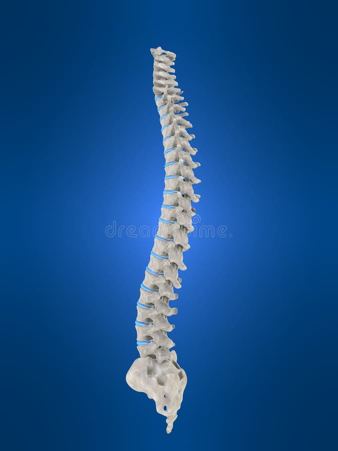 Human spine stock illustration. Illustration of disc, spine - 2077055