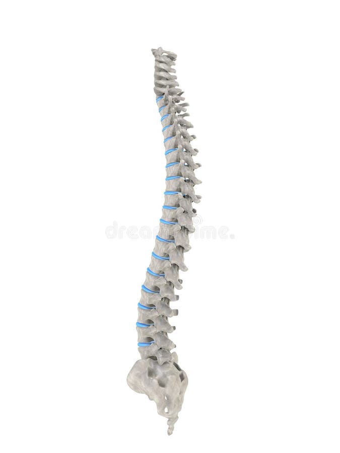 Human spine stock illustration. Illustration of herniated - 2077057