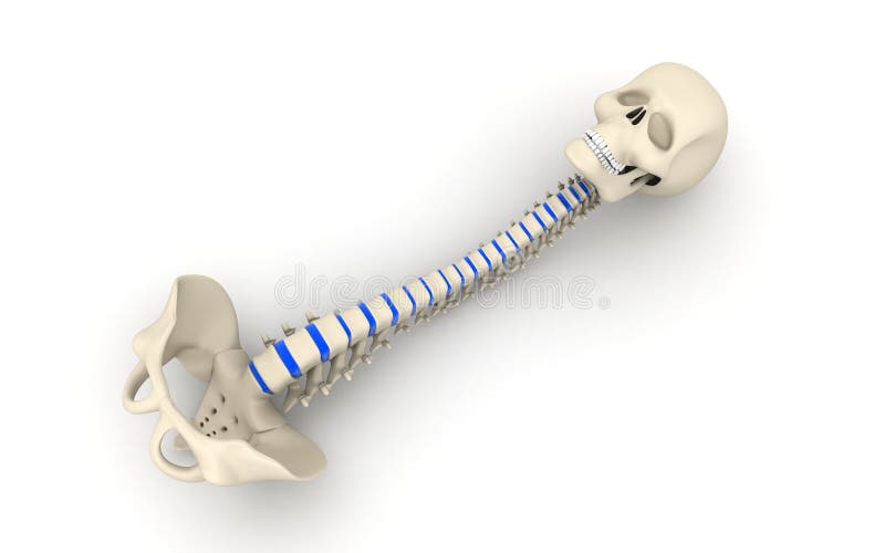 Human skull and spine stock illustration. Illustration of neurosurgery ...