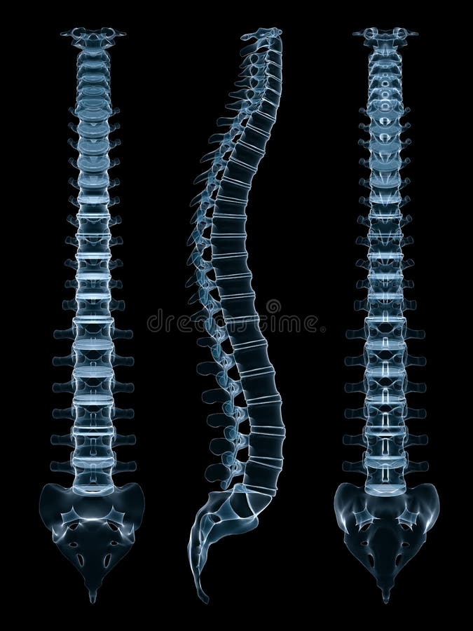 Human spine stock illustration. Illustration of closeup - 5498771