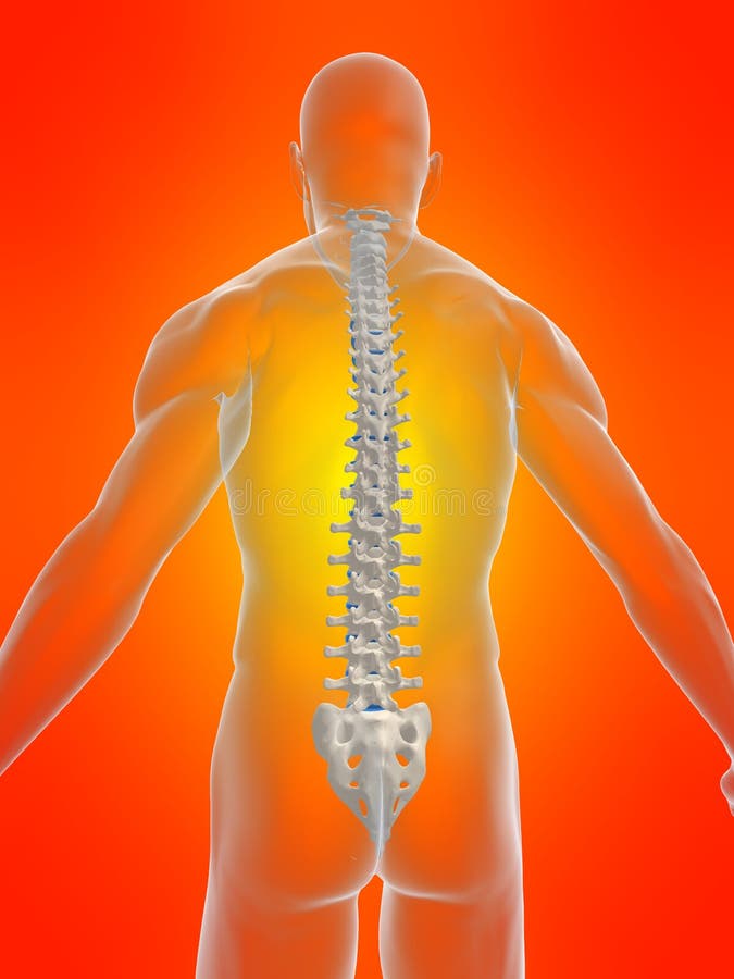 Human body stock illustration. Illustration of glas, anatomy - 2506450