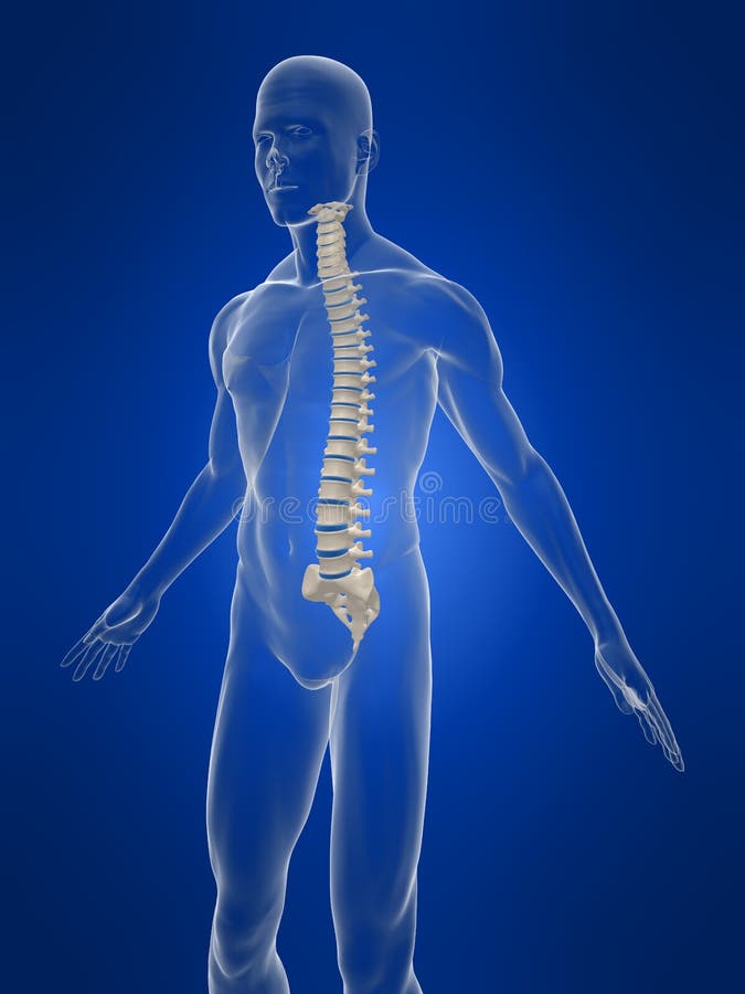 Human spine stock illustration. Illustration of hospital - 5971873