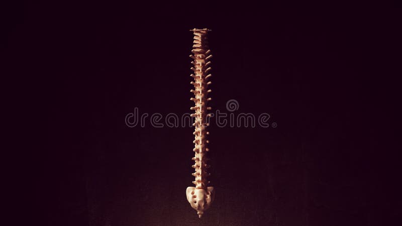 Human Spine Anatomy Spinal Cord Flexible Backbone Vertebrate Column ...