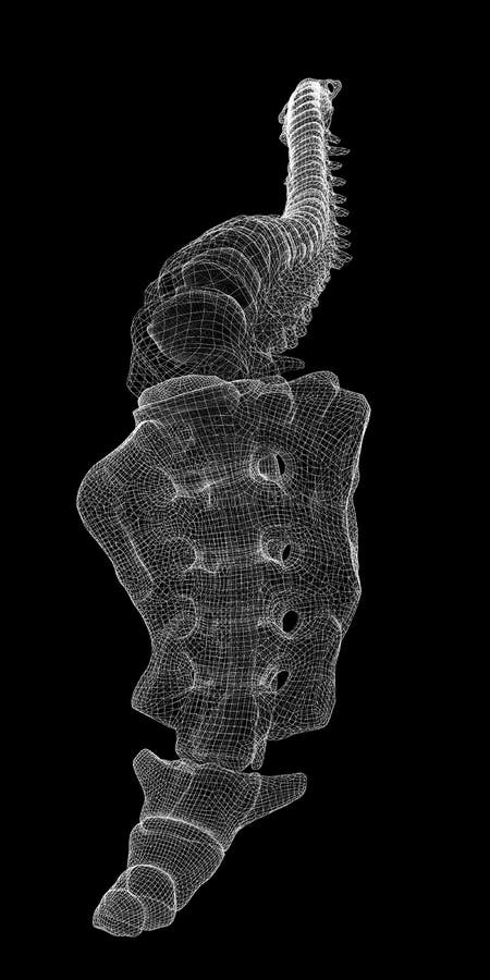 Human spine stock photo. Image of shape, painting, medical - 47081942