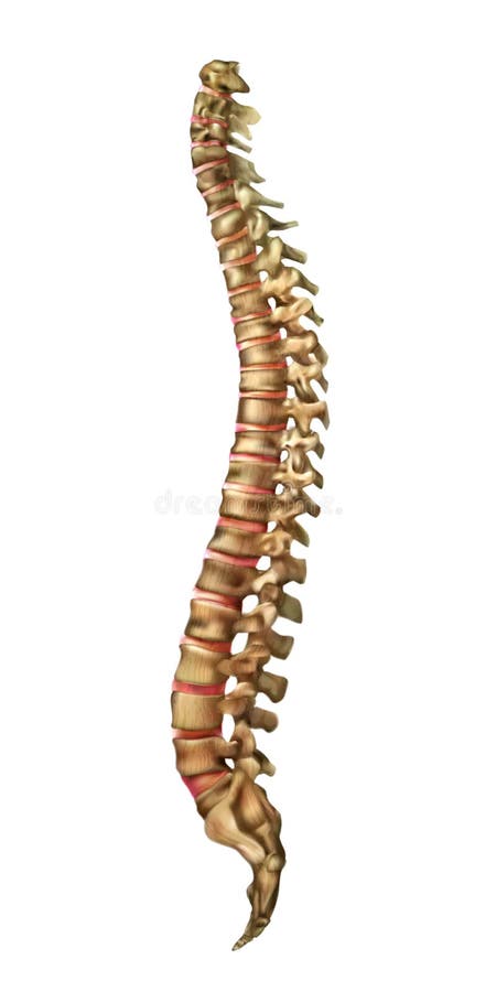Backbone Stock Illustrations – 10,739 Backbone Stock Illustrations ...