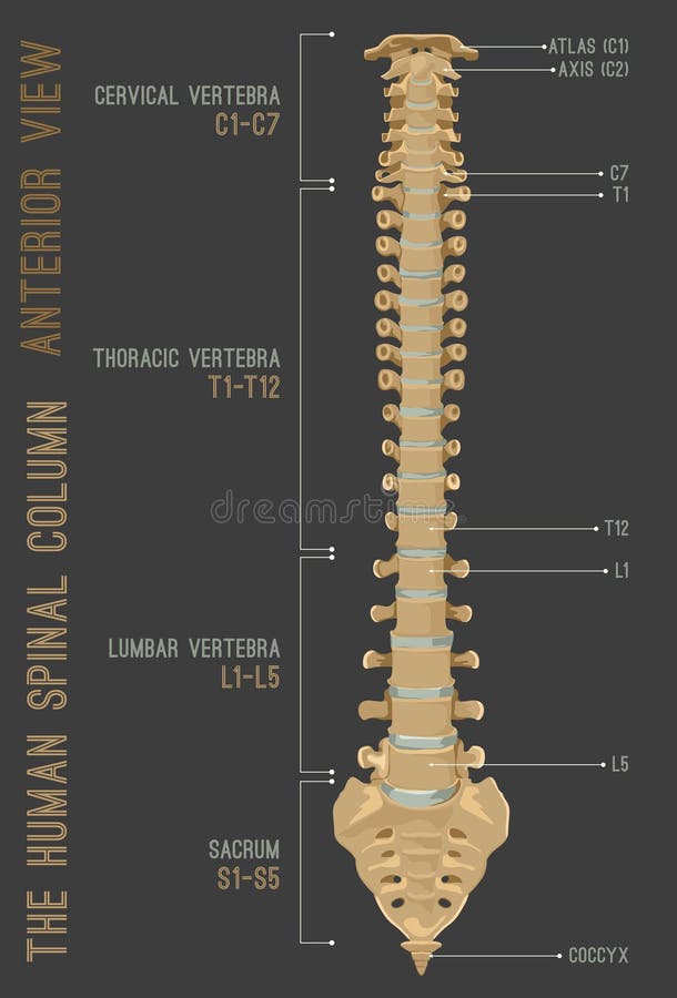 Anatomy Column Spinal Stock Illustrations – 4,132 Anatomy Column Spinal ...