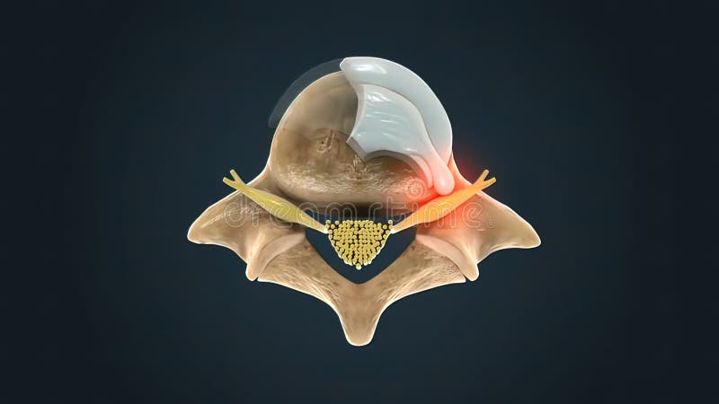 Spine details stock illustration. Illustration of geiger - 102755