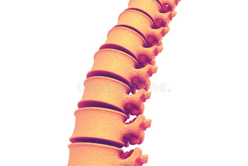 Human spine stock illustration. Illustration of anatomy - 277706351