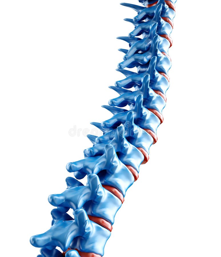 Human spine illustration stock illustration. Illustration of health ...