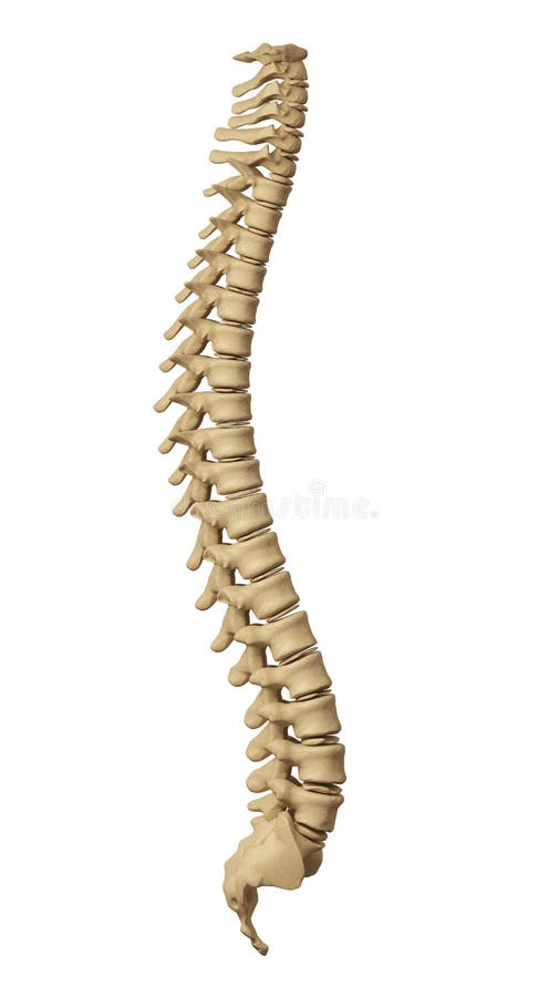 Human spine stock image. Image of anatomy, isolated, spine - 17044527