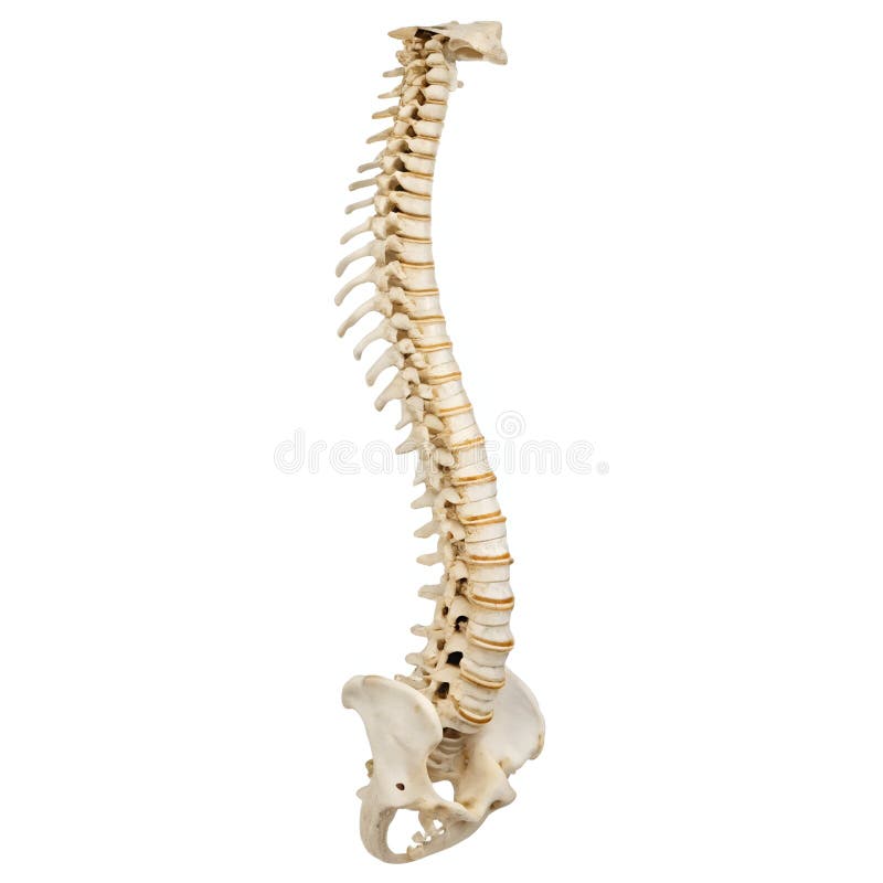 Human Spine and Skeleton Anatomy Isolated on Transparent Background ...