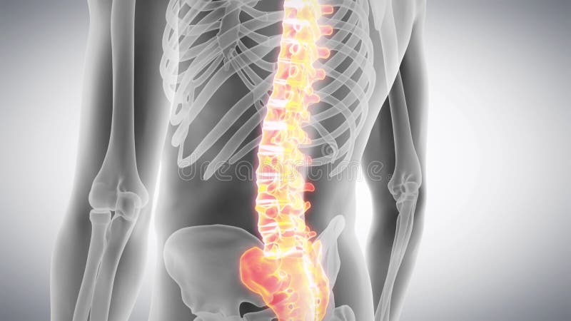 The human spine stock footage. Video of anterior, intervertebral - 69580950