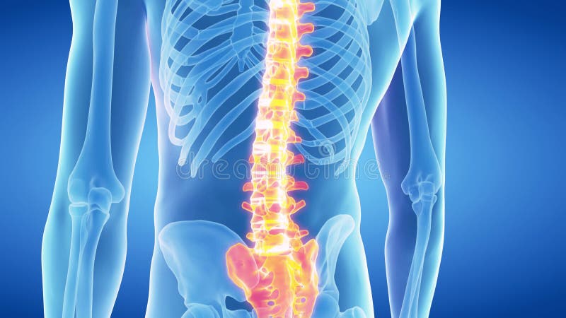 The human spine stock footage. Video of artwork, lower - 69618814