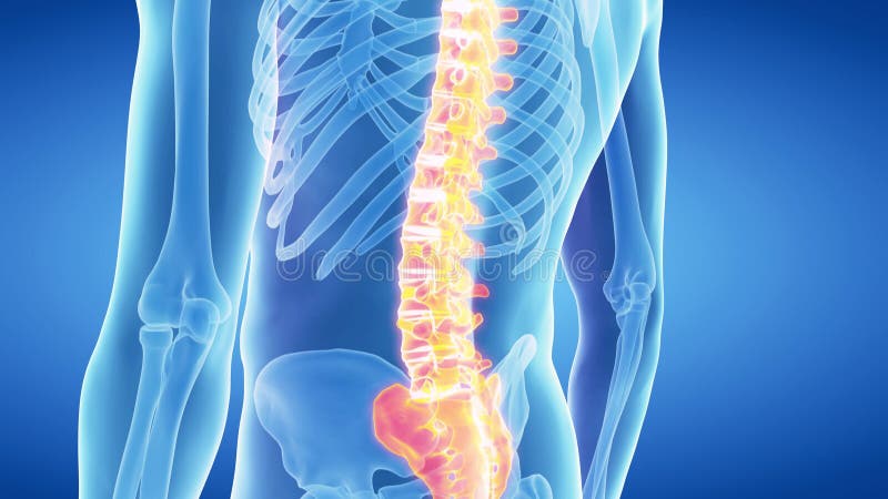 Human Spine Icon Animation stock video. Video of spine - 222354353