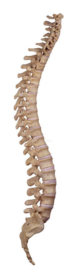 The human spine stock illustration. Illustration of science - 57843623