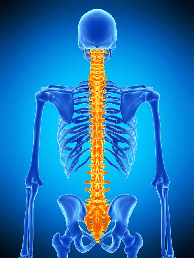 The human spine stock illustration. Illustration of back - 73211971