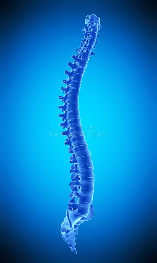 Human Skeleton Anatomy Rear View Stock Illustrations – 187 Human ...