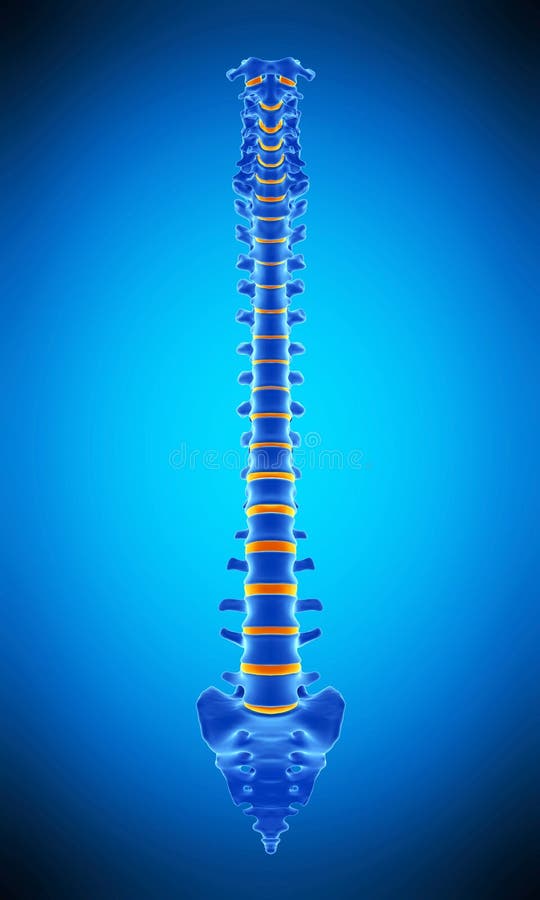 Human spine stock illustration. Illustration of orthopedist - 5971814