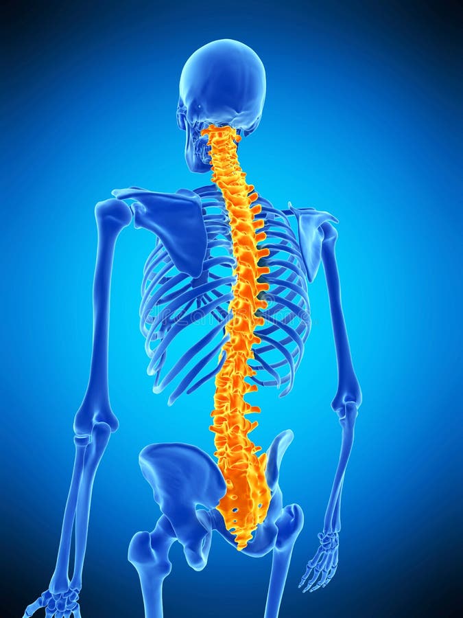 Human spine stock illustration. Illustration of closeup - 5498771