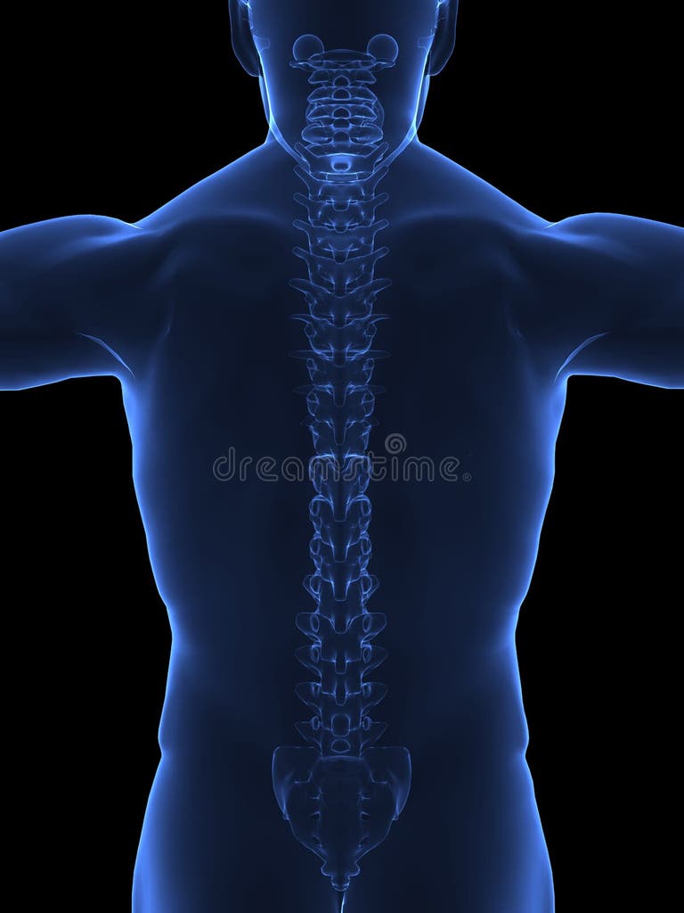 Human Skull Back View Stock Illustrations – 369 Human Skull Back View ...