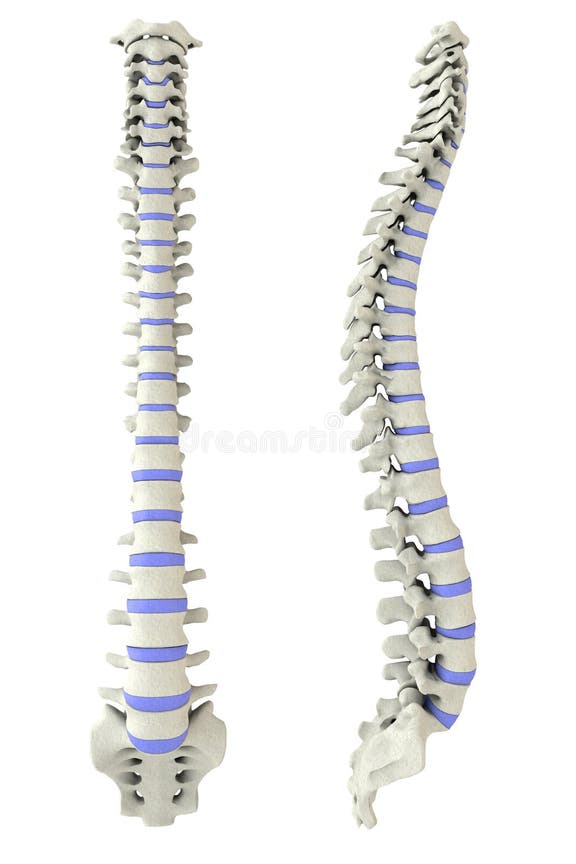 Side View Human Spine Body Stock Illustrations – 377 Side View Human ...