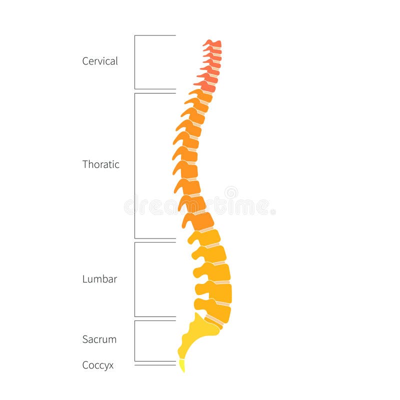 220+ Human spine Free Stock Photos - StockFreeImages