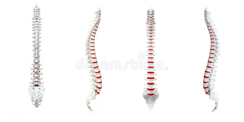 Human Spine turnaround stock illustration. Illustration of research ...