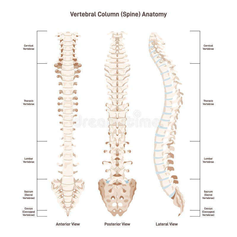 Lumbar Spine Anterior View Stock Illustrations 137 Lumbar Spine