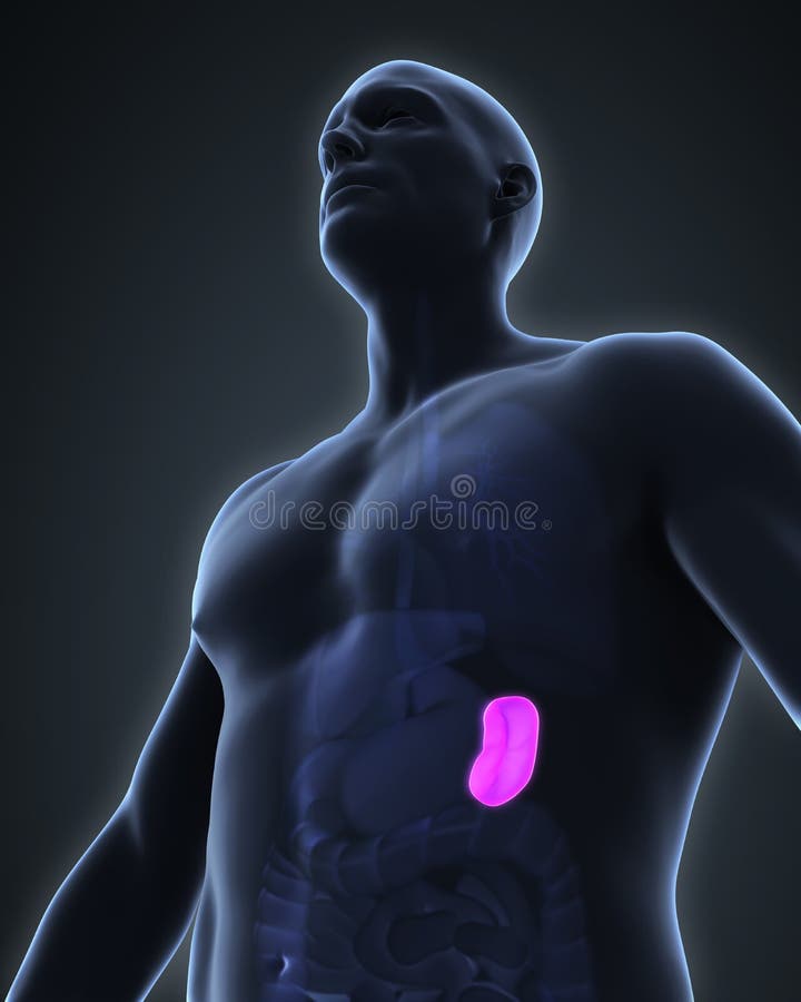 Human Spleen Anatomy stock illustration. Illustration of diaphragmatic ...