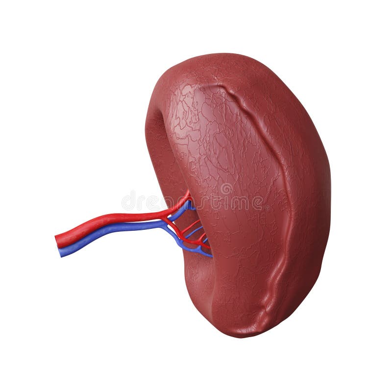Spleen Stomach White Stock Illustrations – 938 Spleen Stomach White ...
