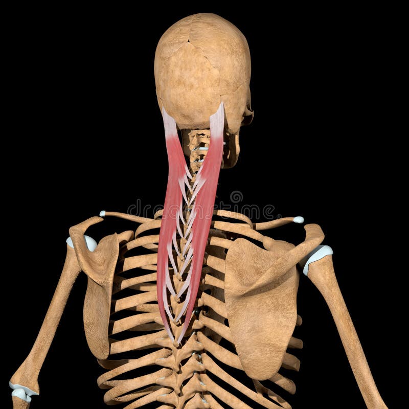 Splenius capitis stock illustration. Illustration of healthy - 168624339