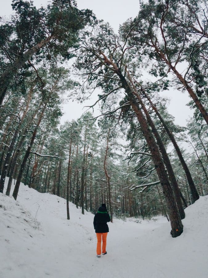 Human Standing in Front of Snow Covered Forest Stock Image - Image of ...