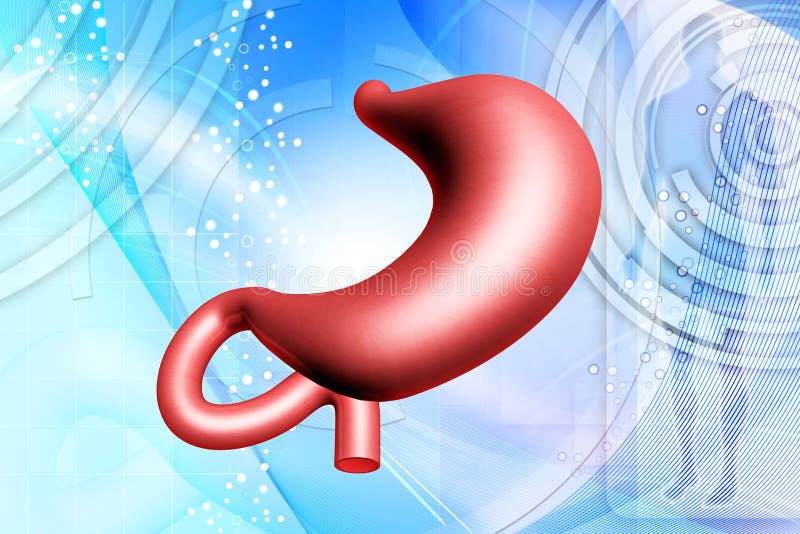 Human Stomach Anatomy. Vector Illustration with Labels Stock Vector ...