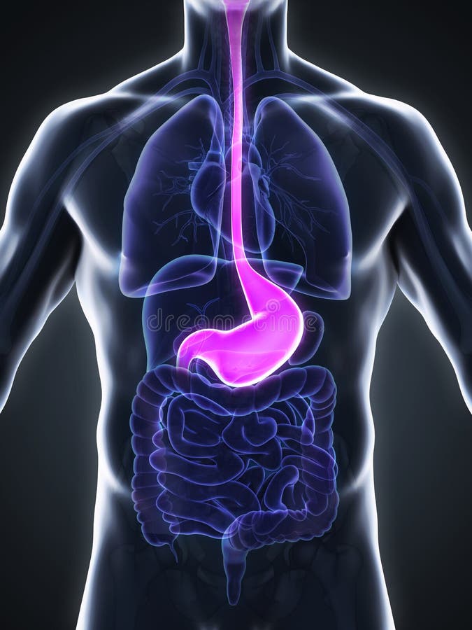 Human Stomach Anatomy stock illustration. Illustration of abdominal ...