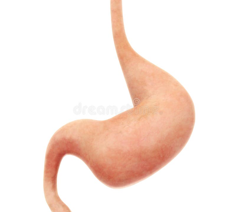 Actual Human Stomach
