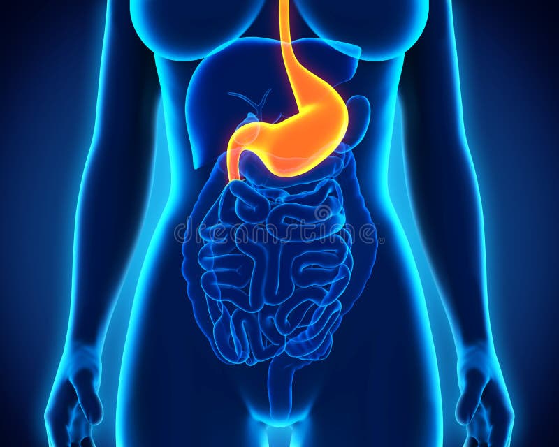 Human Stomach Anatomy stock illustration. Illustration of complex ...