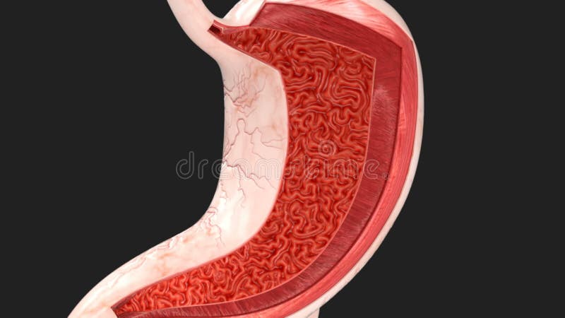 Human Stomach Anatomy - Layers and Structure Stock Video - Video of ...