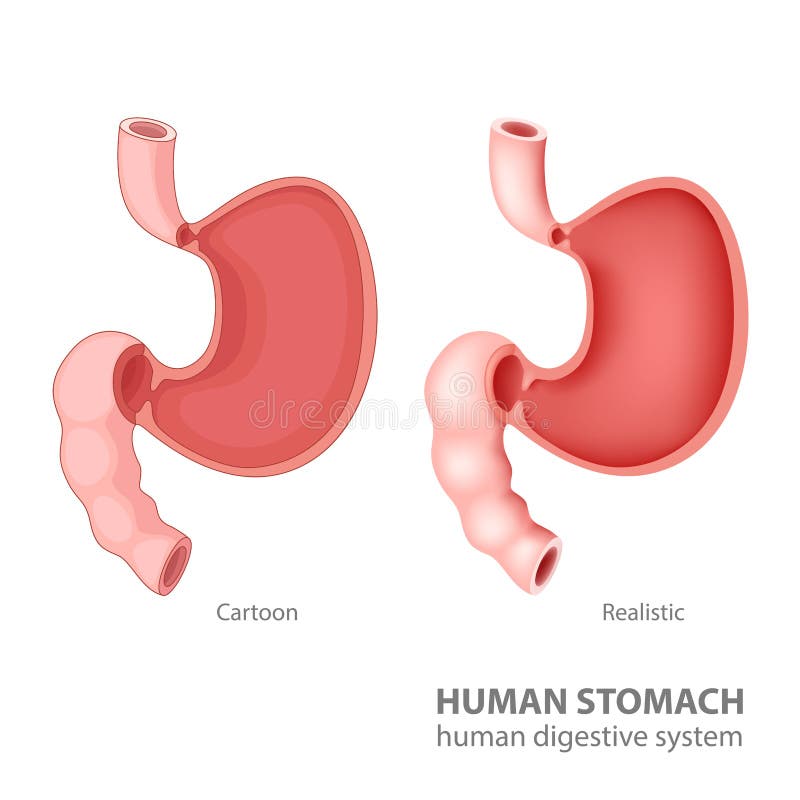 Human stomach cartoon stock vector. Illustration of health - 60006203