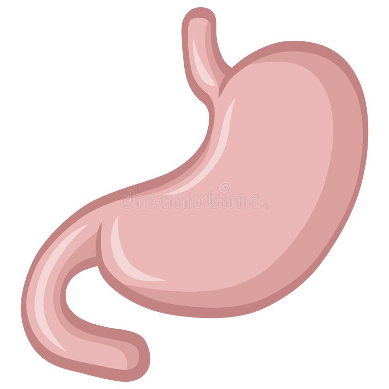 Human Stomach Drawing Vector Illustration Stock Vector - Illustration ...