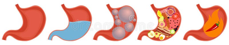 Empty Stomach - Healthy stock illustration. Illustration of body - 37933170