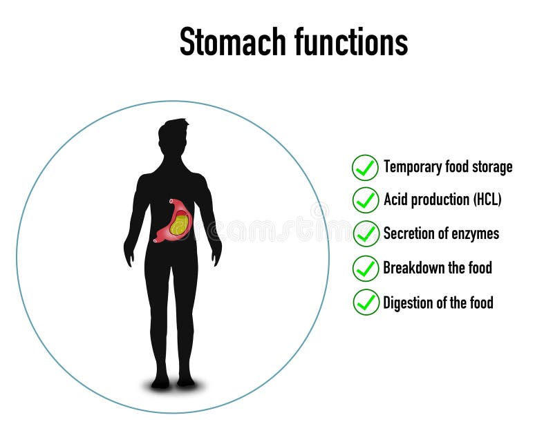 Human Stomach Functions, Educational Sheet Stock Illustration ...