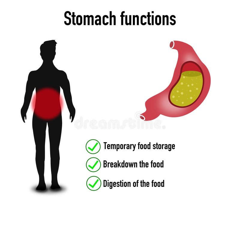 Human Stomach Functions, Educational Sheet Stock Illustration ...