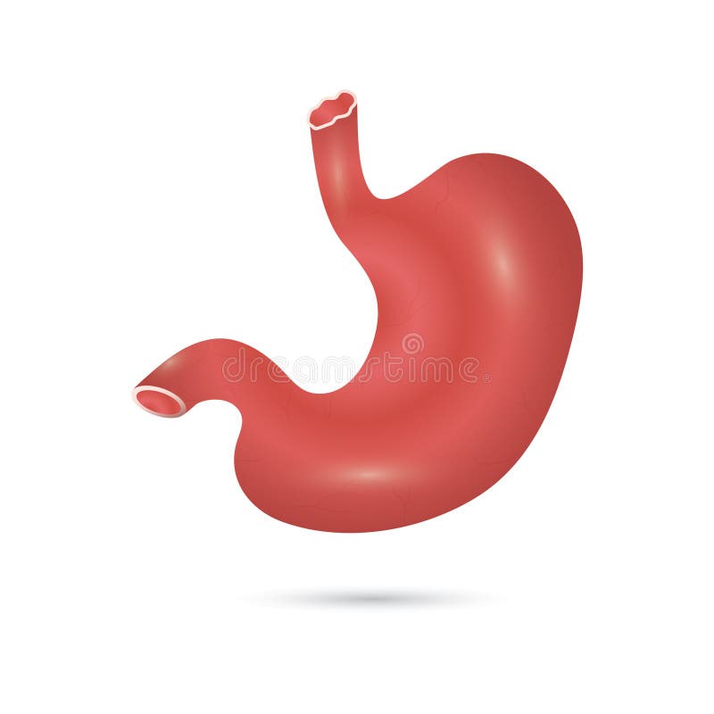 A Human Stomach Illustration. Stock Illustration - Illustration of ...