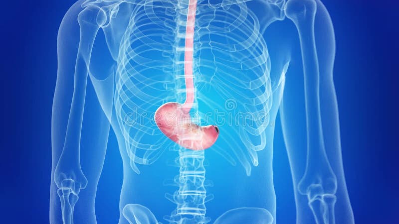The human stomach stock video. Video of blue, animation - 140241753
