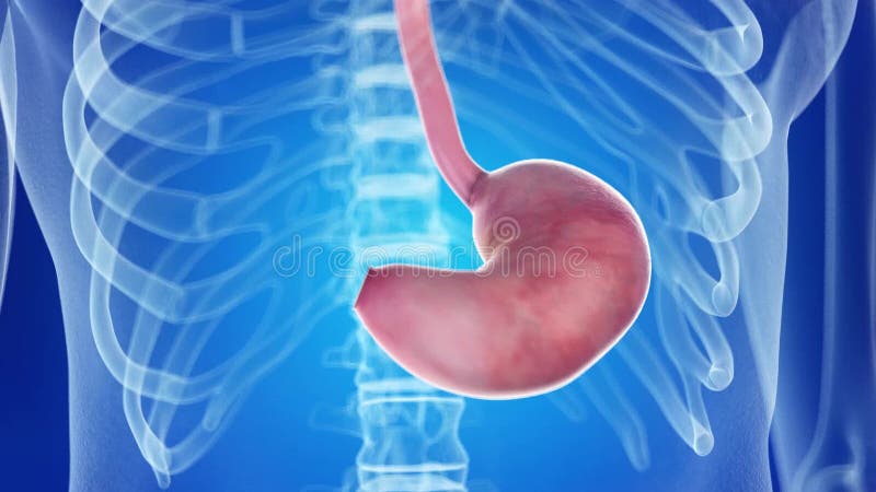 Human Stomach Digestion Simulation with Enzyme Action and Bolus ...