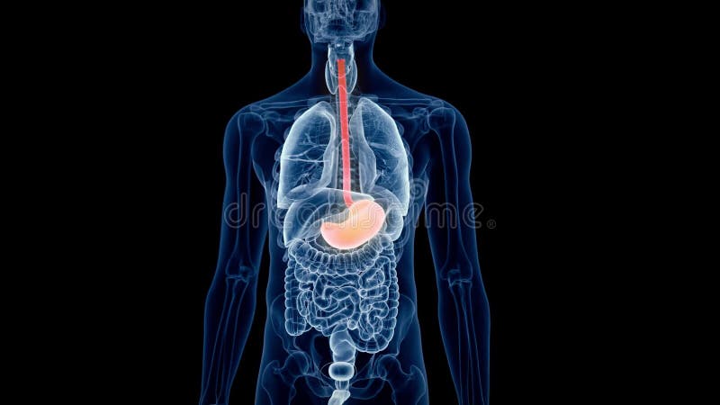 The human stomach stock video. Video of healthy, reflection - 69613373